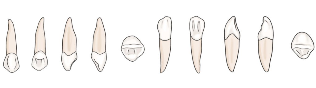 Canines - My Dental Key