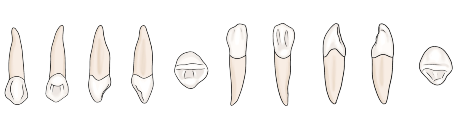 Canines - My Dental Key