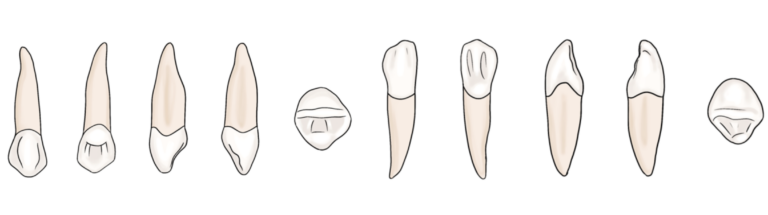 Canines - My Dental Key