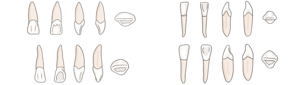 Incisors - My Dental Key