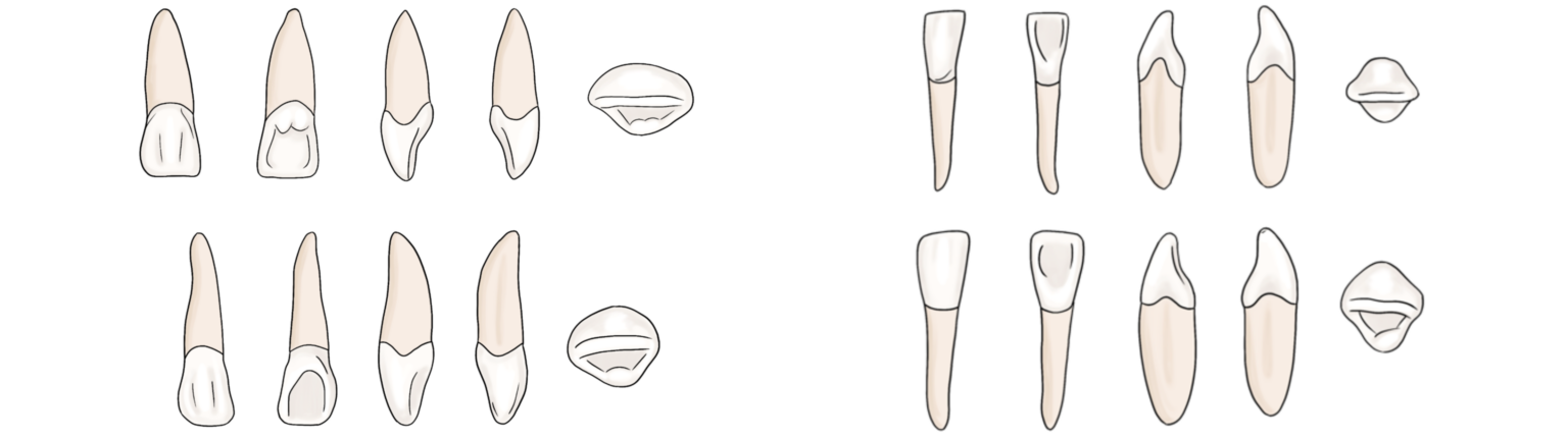 Incisors - My Dental Key