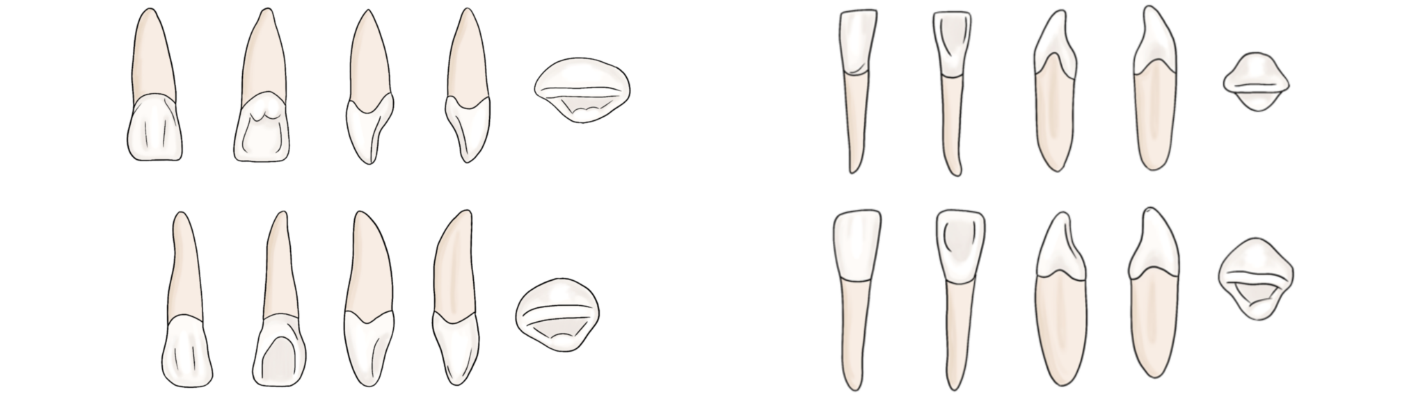Incisors - My Dental Key