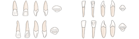 Incisors - My Dental Key