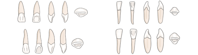 Incisors - My Dental Key