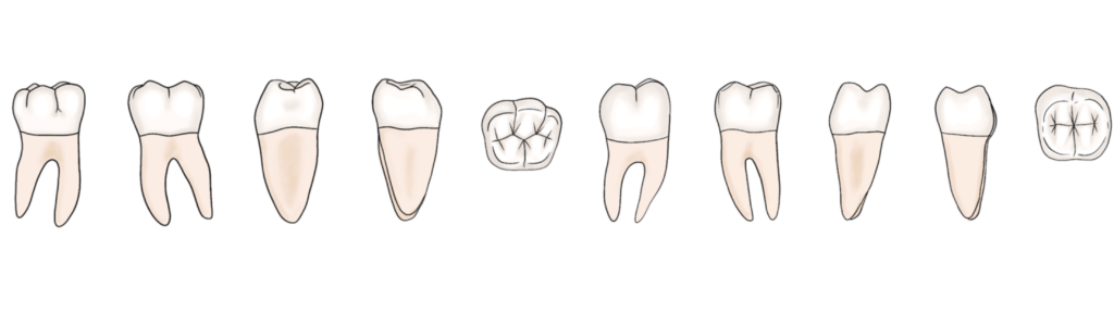 Mandibular Molars - My Dental Key
