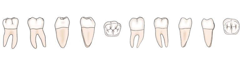 Mandibular Molars - My Dental Key