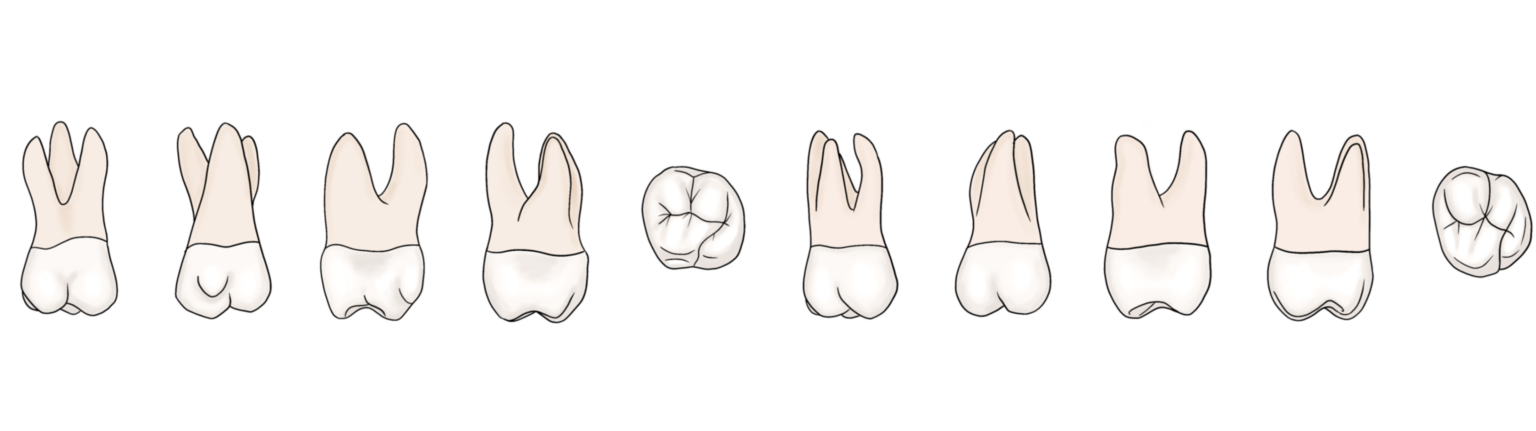 Maxillary Molars - My Dental Key