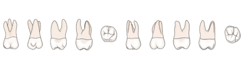 Maxillary Molars - My Dental Key