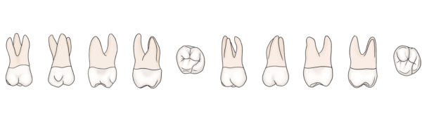 Maxillary Molars - My Dental Key