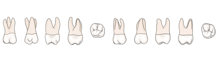 Maxillary Molars - My Dental Key