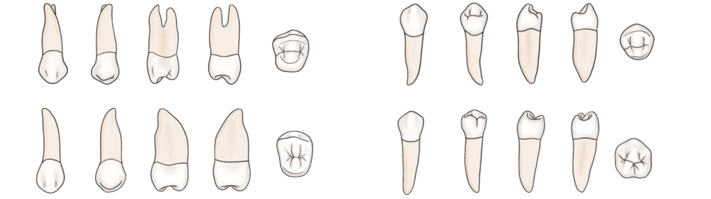 Premolars - My Dental Key