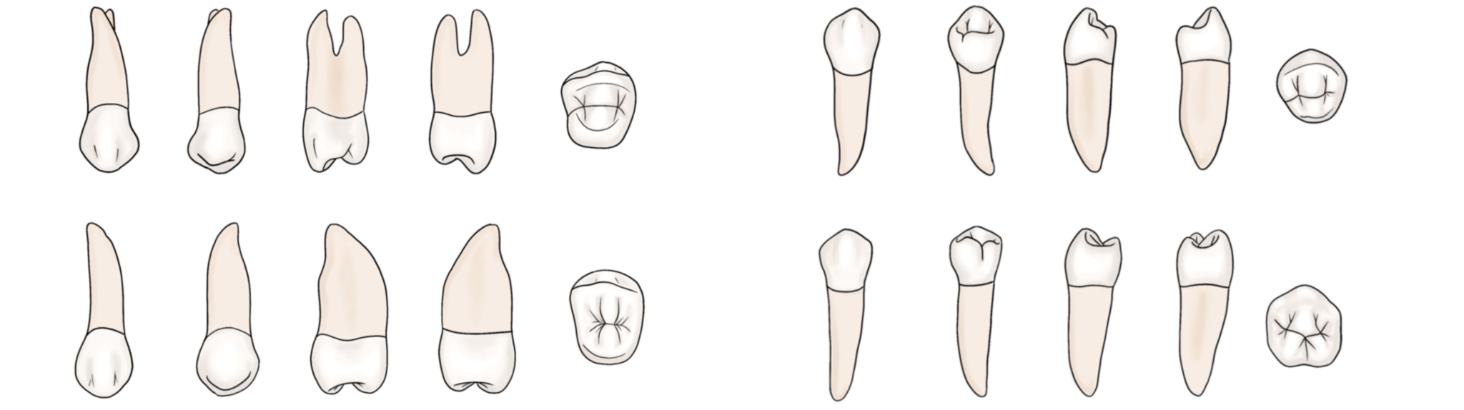 Premolars - My Dental Key