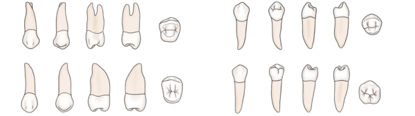 Premolars - My Dental Key