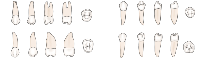 Premolars - My Dental Key