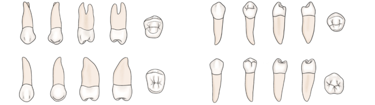 Premolars - My Dental Key