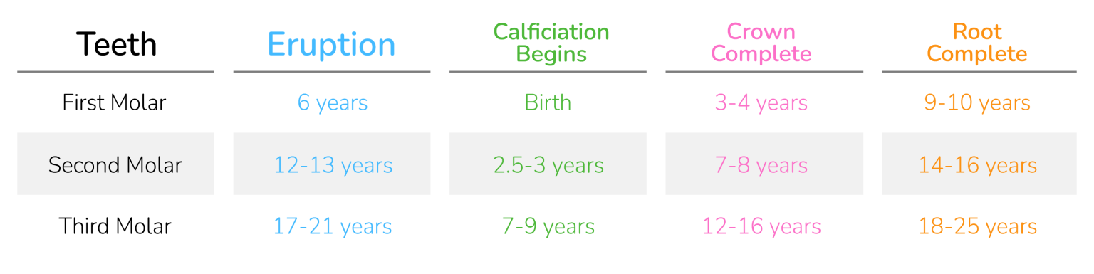Maxillary Molars - My Dental Key