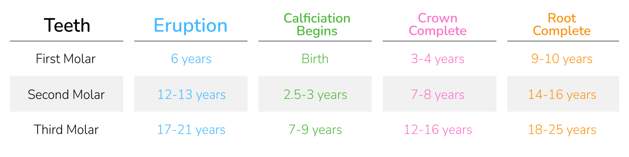 Maxillary Molars - My Dental Key