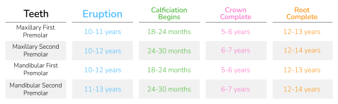 Premolars - My Dental Key