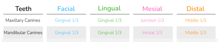 Canines - My Dental Key