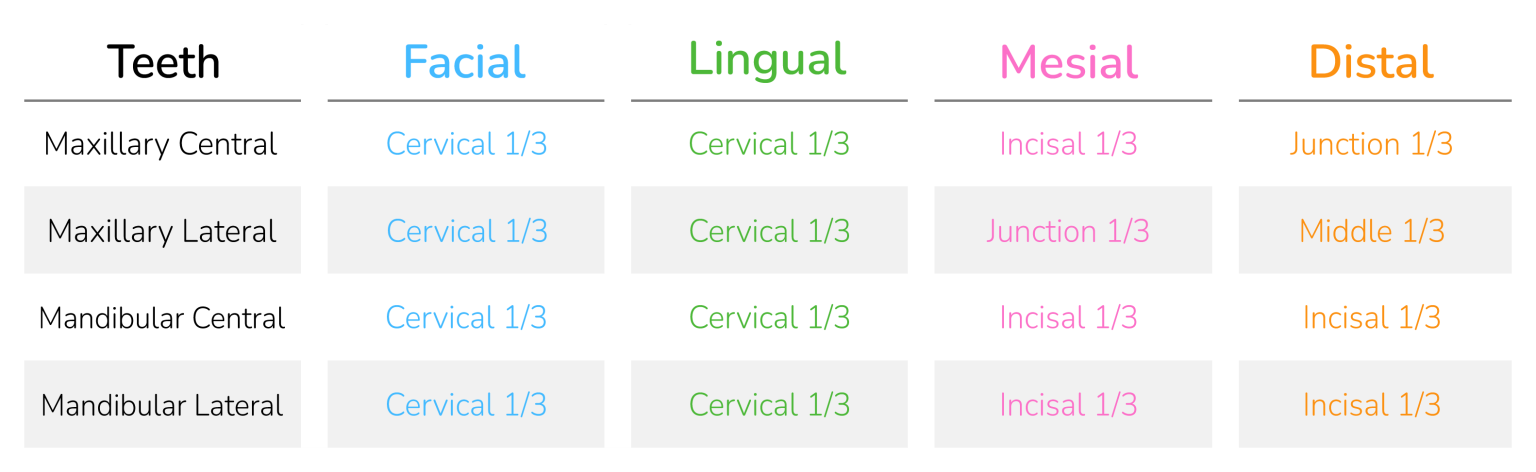 Incisors - My Dental Key