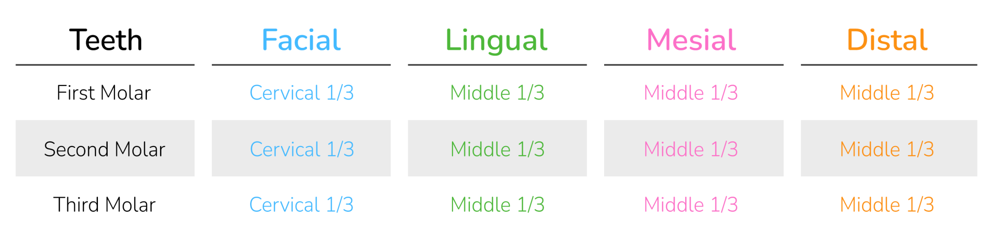 Mandibular Molars - My Dental Key