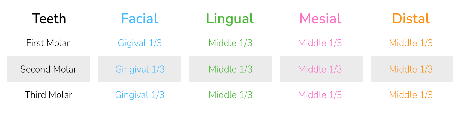 Maxillary Molars - My Dental Key