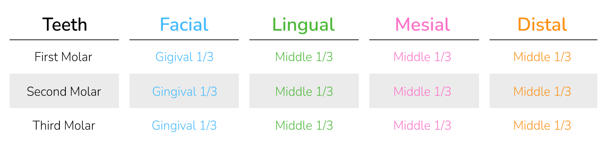 Maxillary Molars - My Dental Key
