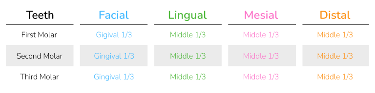 Maxillary Molars - My Dental Key