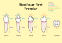 Premolars - My Dental Key