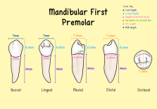 Premolars - My Dental Key