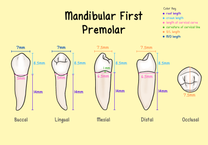 Premolars - My Dental Key