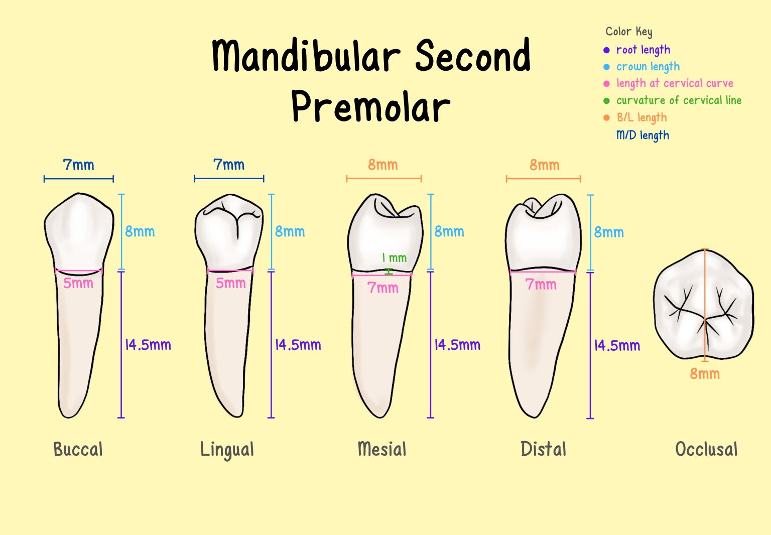 Premolars - My Dental Key