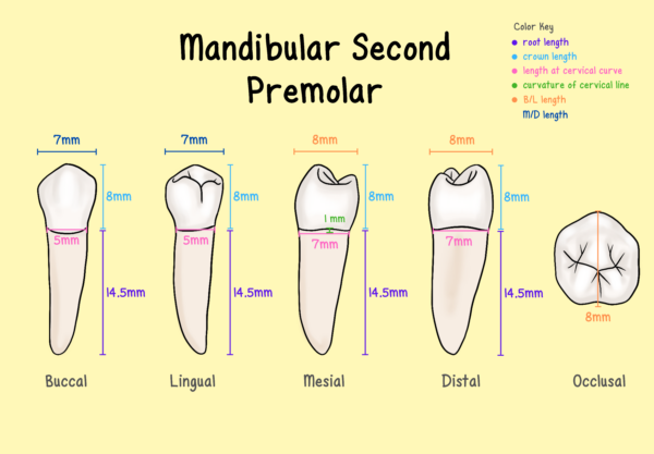 Premolars - My Dental Key