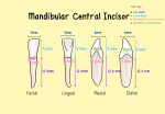 Incisors - My Dental Key