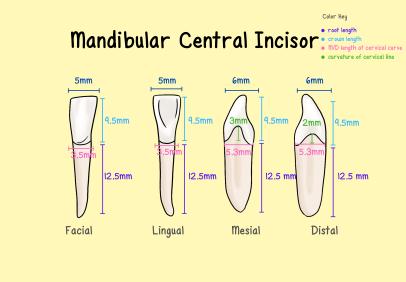 Incisors - My Dental Key