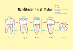 Mandibular Molars - My Dental Key