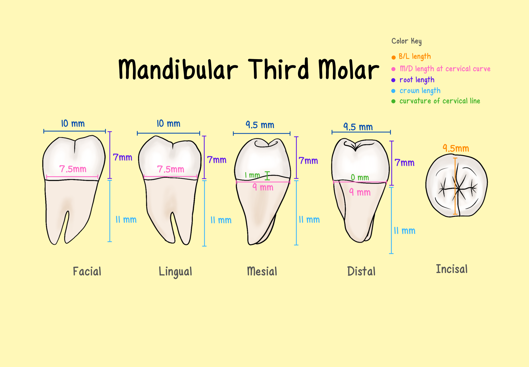Mandibular Molars - My Dental Key
