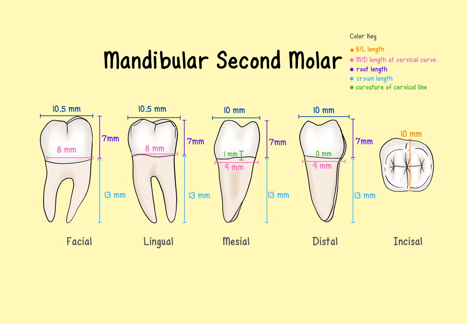 Mandibular Molars - My Dental Key