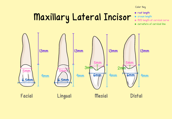 Incisors - My Dental Key