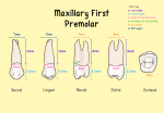 Premolars - My Dental Key