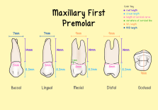 Premolars - My Dental Key