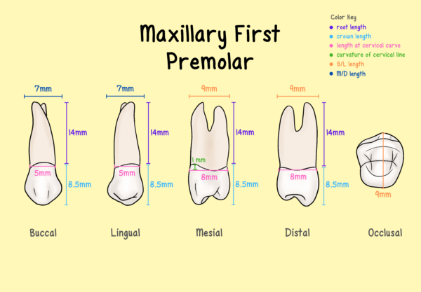 Premolars - My Dental Key