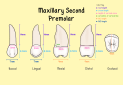 Premolars - My Dental Key