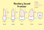 Premolars - My Dental Key