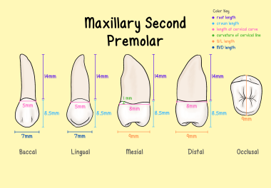 Premolars - My Dental Key