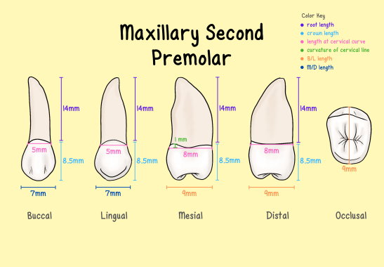 Premolars - My Dental Key