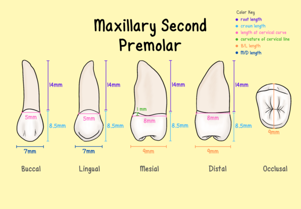 Premolars - My Dental Key