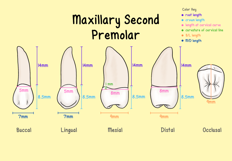 Premolars - My Dental Key