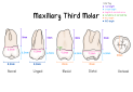 Maxillary Molars - My Dental Key