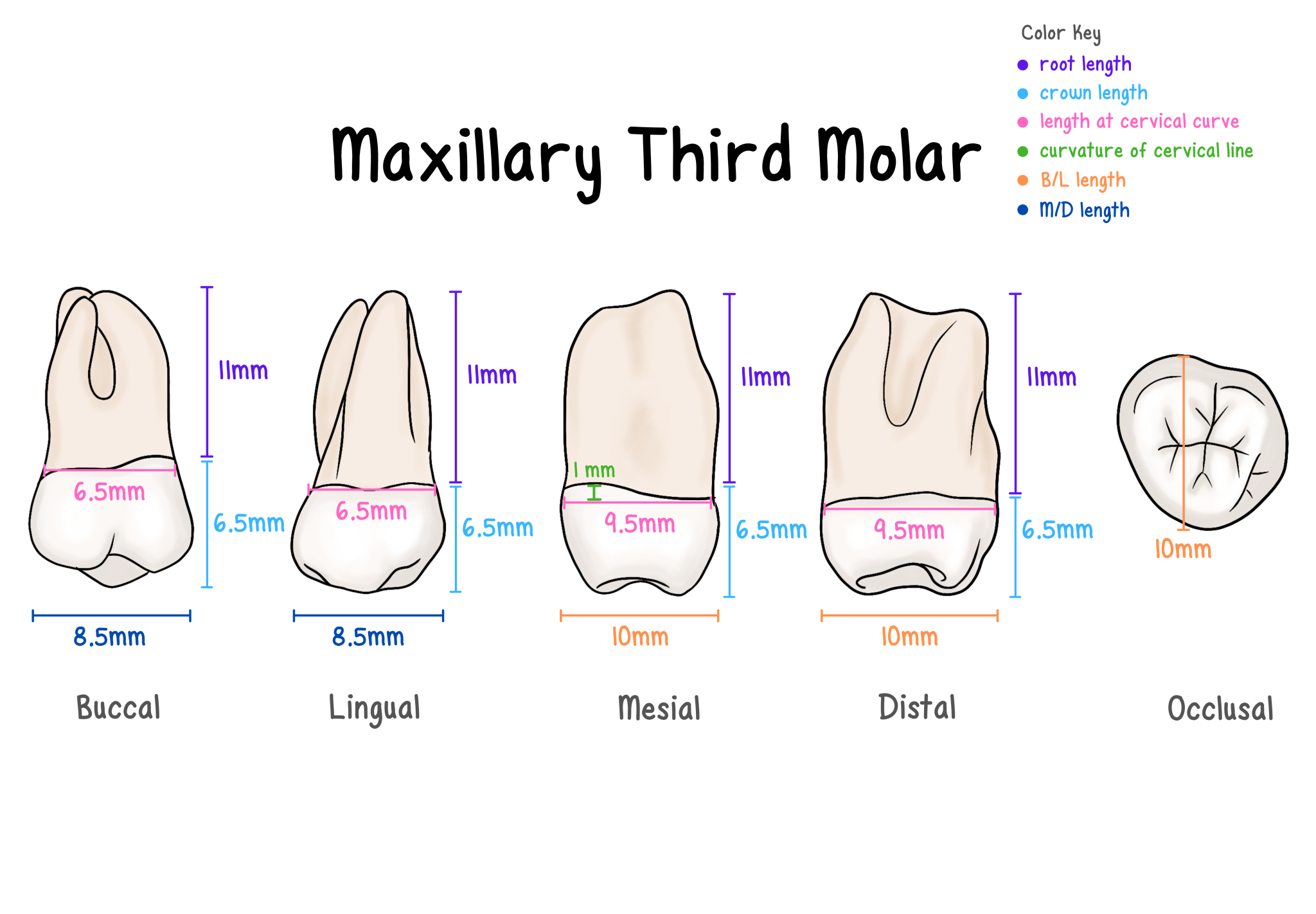 Maxillary Molars - My Dental Key